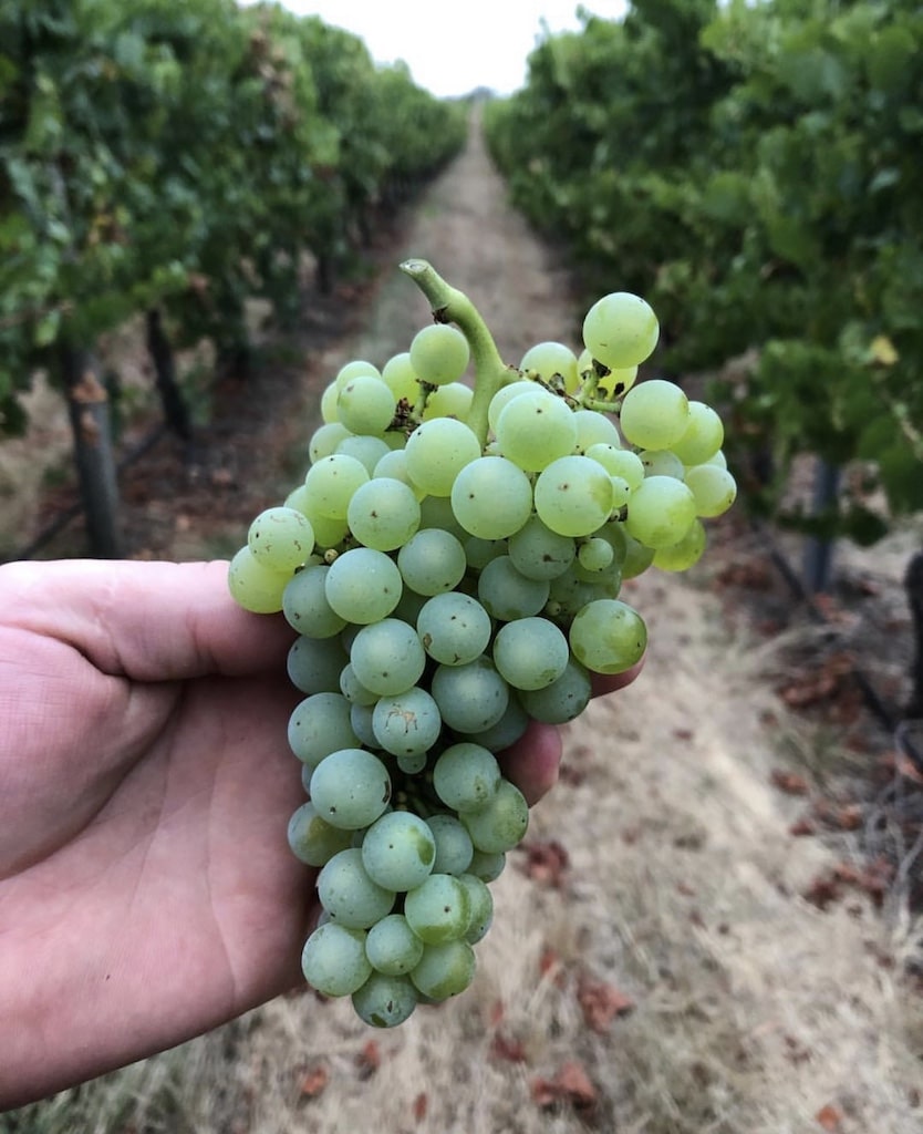 2019 Vintage in Review | Howard Vineyard