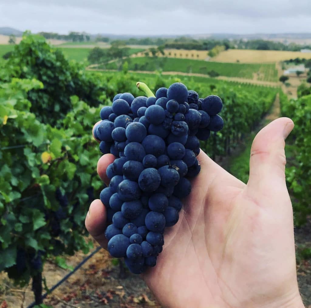 2019 Vintage in Review | Howard Vineyard