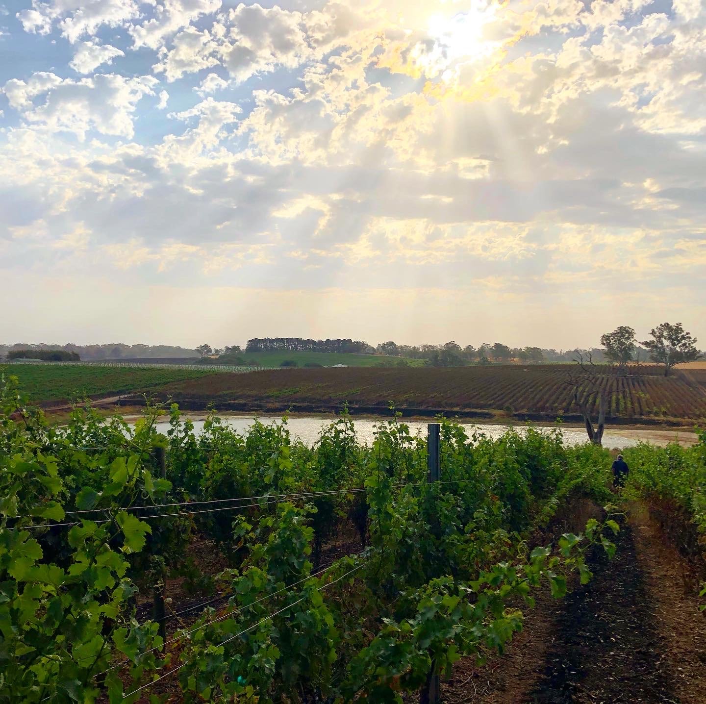 FRIDAY 20TH DECEMBER - A Day we won't forget! | Howard Vineyard