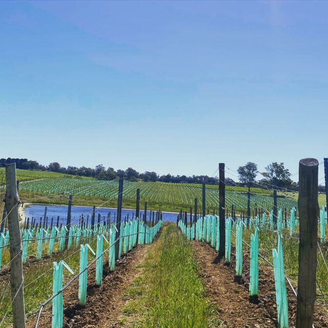 2020 | Howard Vineyard