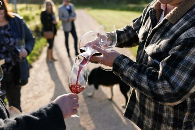 What's on | Howard Vineyard